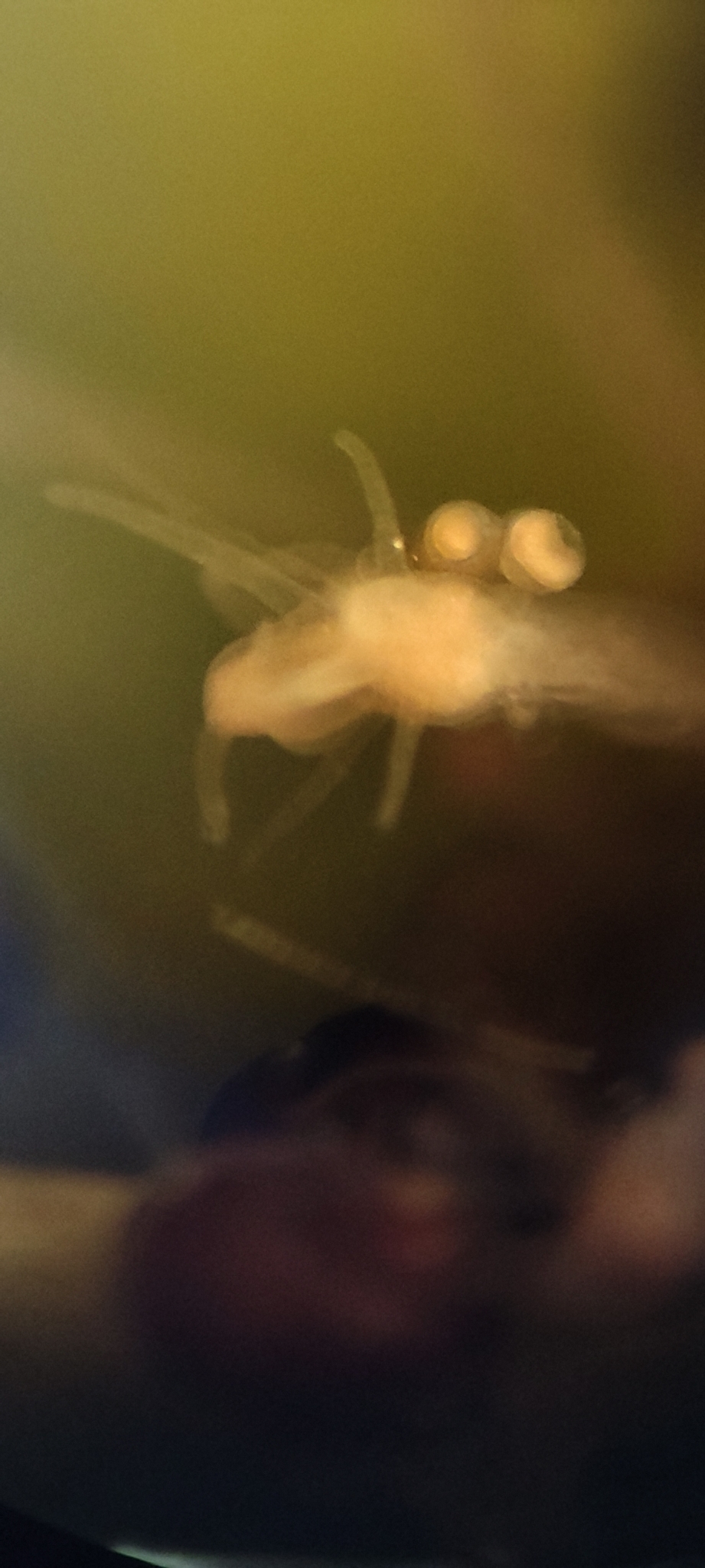 Clava multicornis (Forsskål, 1775)