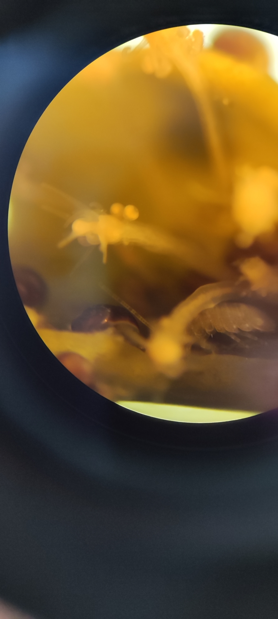 Clava multicornis (Forsskål, 1775)