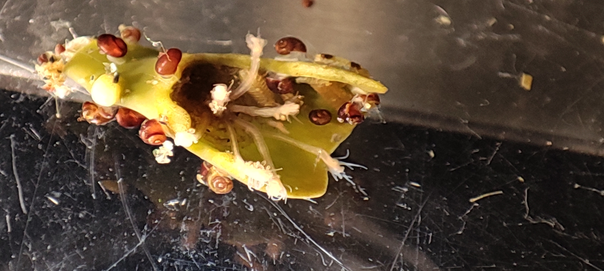 Clava multicornis (Forsskål, 1775)