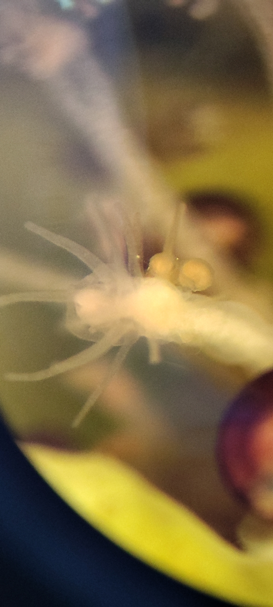 Clava multicornis (Forsskål, 1775)