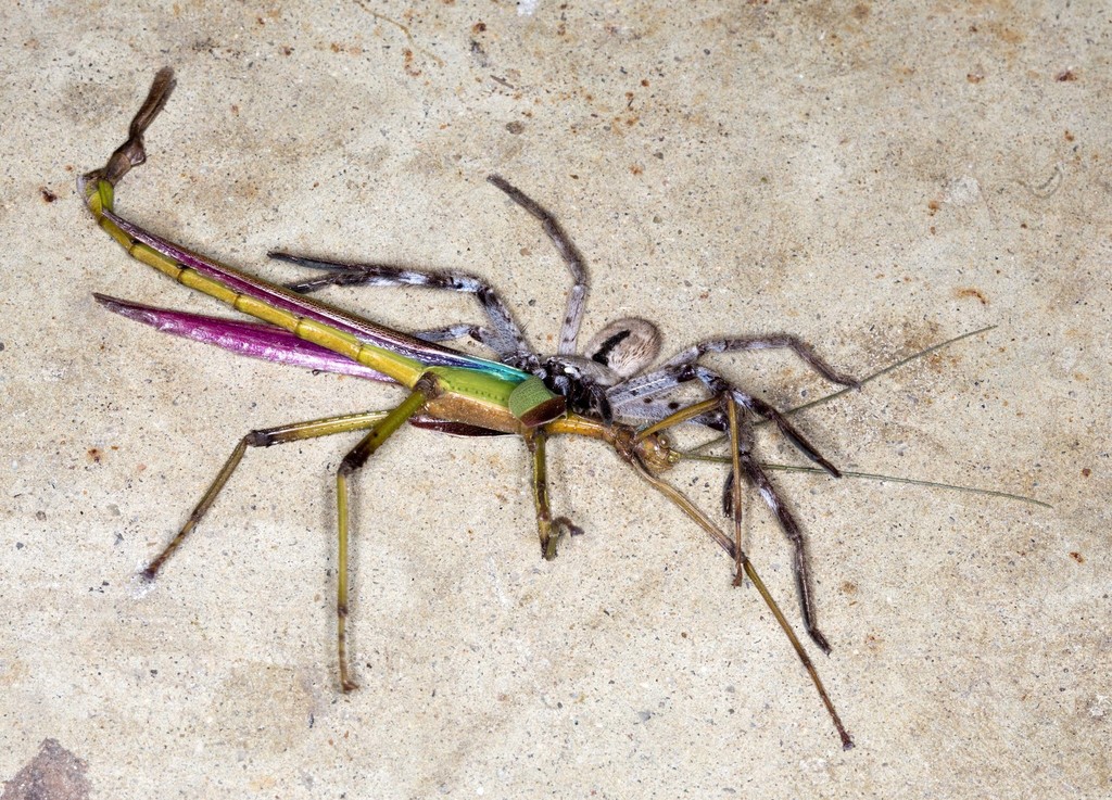 Red-winged Stick Insect from 22 Ray Myers Rd, Imbil QLD 4570, Australia ...