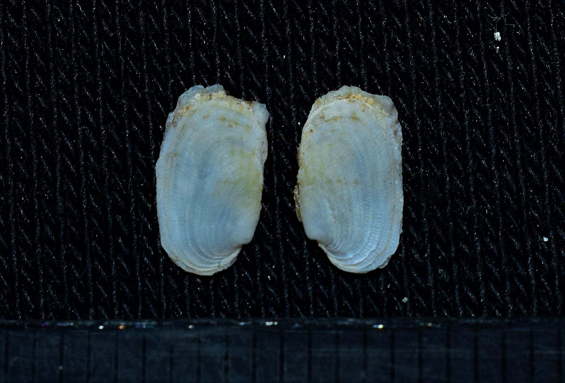 Irus irus (Linnaeus, 1758)