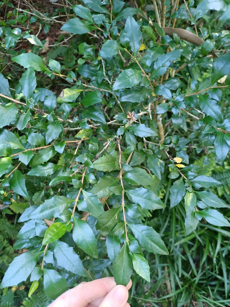 samford holly in August 2021 by ainsley_isme. Could possibly be a ...