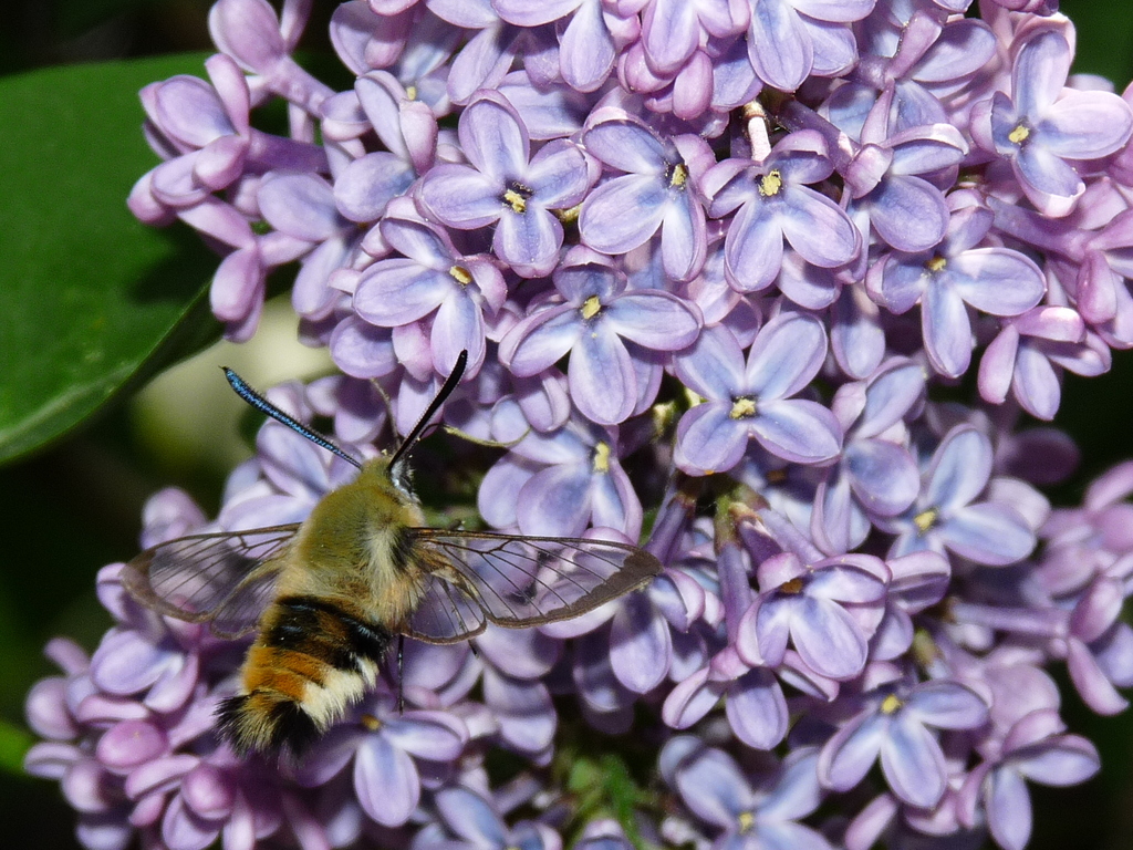 Narrow-bordered Bee Hawkmoth from Jennersdorf, Österreich, köHaGa on ...