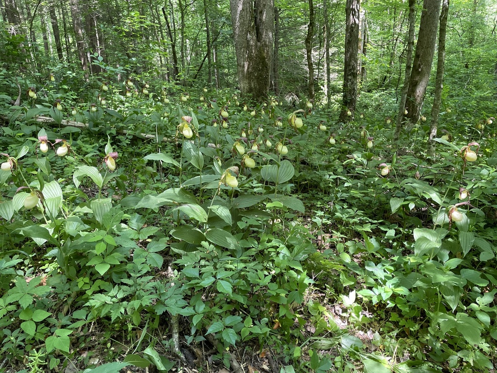 Kentucky Lady's Slipper in May 2021 by Tara Rose Littlefield · iNaturalist