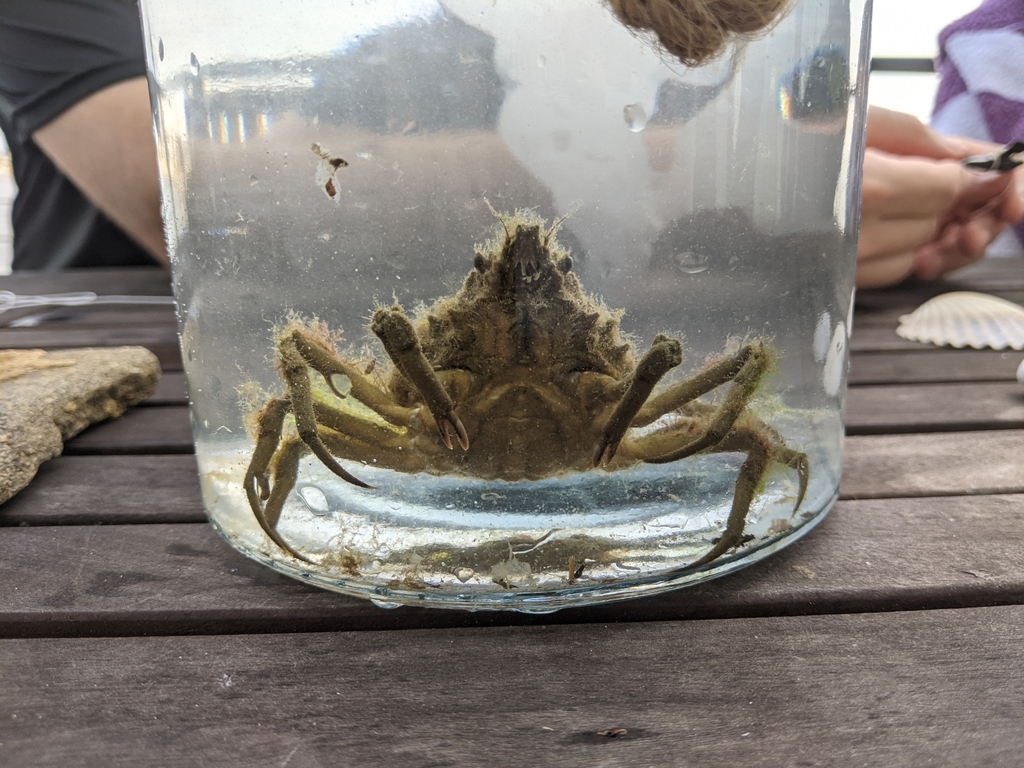 Portly Spider Crab from Groton Long Point, Groton, CT 06340, USA on ...