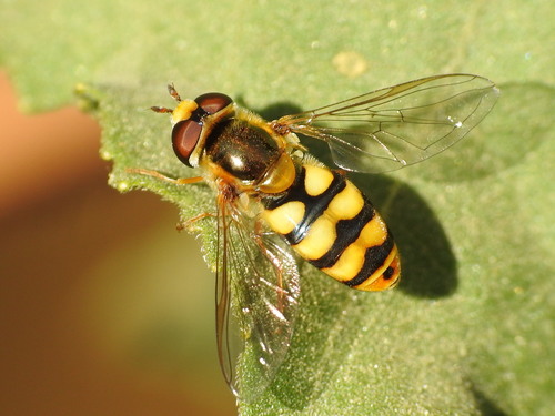 Eupeodes nuba · iNaturalist