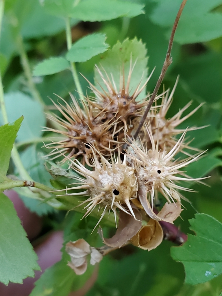 Diplolepis bicolor from Cypress River, MB R0K 0P0, Canada on August 07 ...