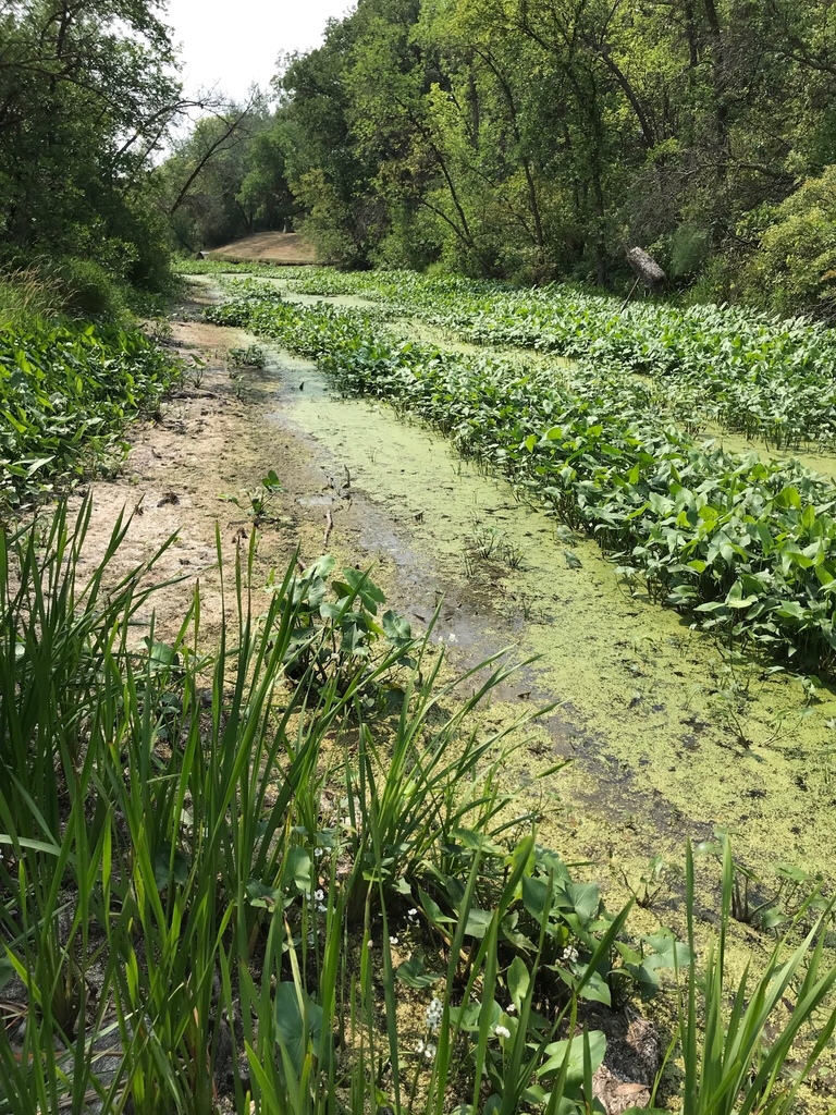 Arumleaf Arrowhead from Orchard Hill Park, Winnipeg, MB, CA on August 7 ...