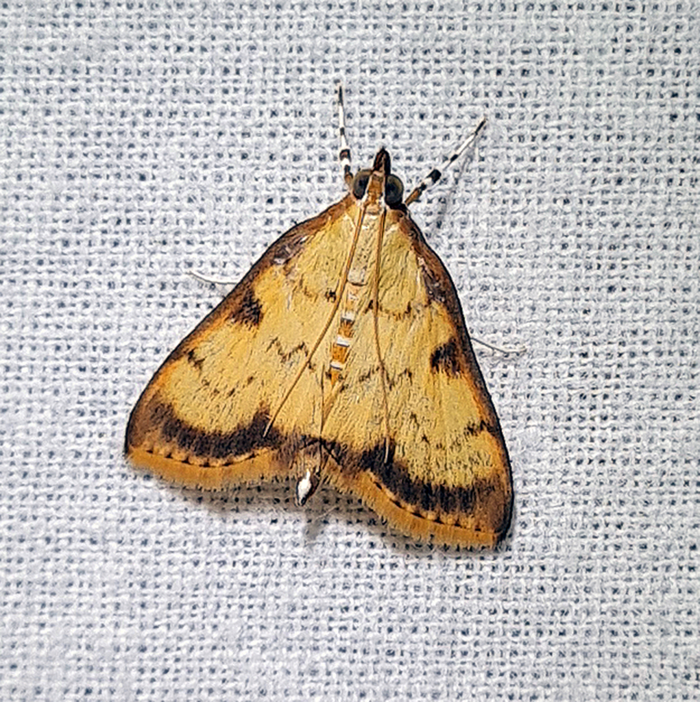 Crambid Snout Moths from Upper Sichey, Gangtok, Sikkim, India on May 30 ...