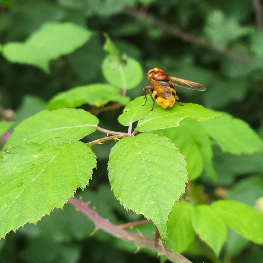 Hornet Mimic Hover Fly from 28016 Orta San Giulio, Province of Novara ...