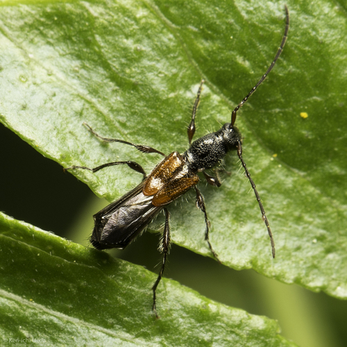Molorchus longicollis · iNaturalist