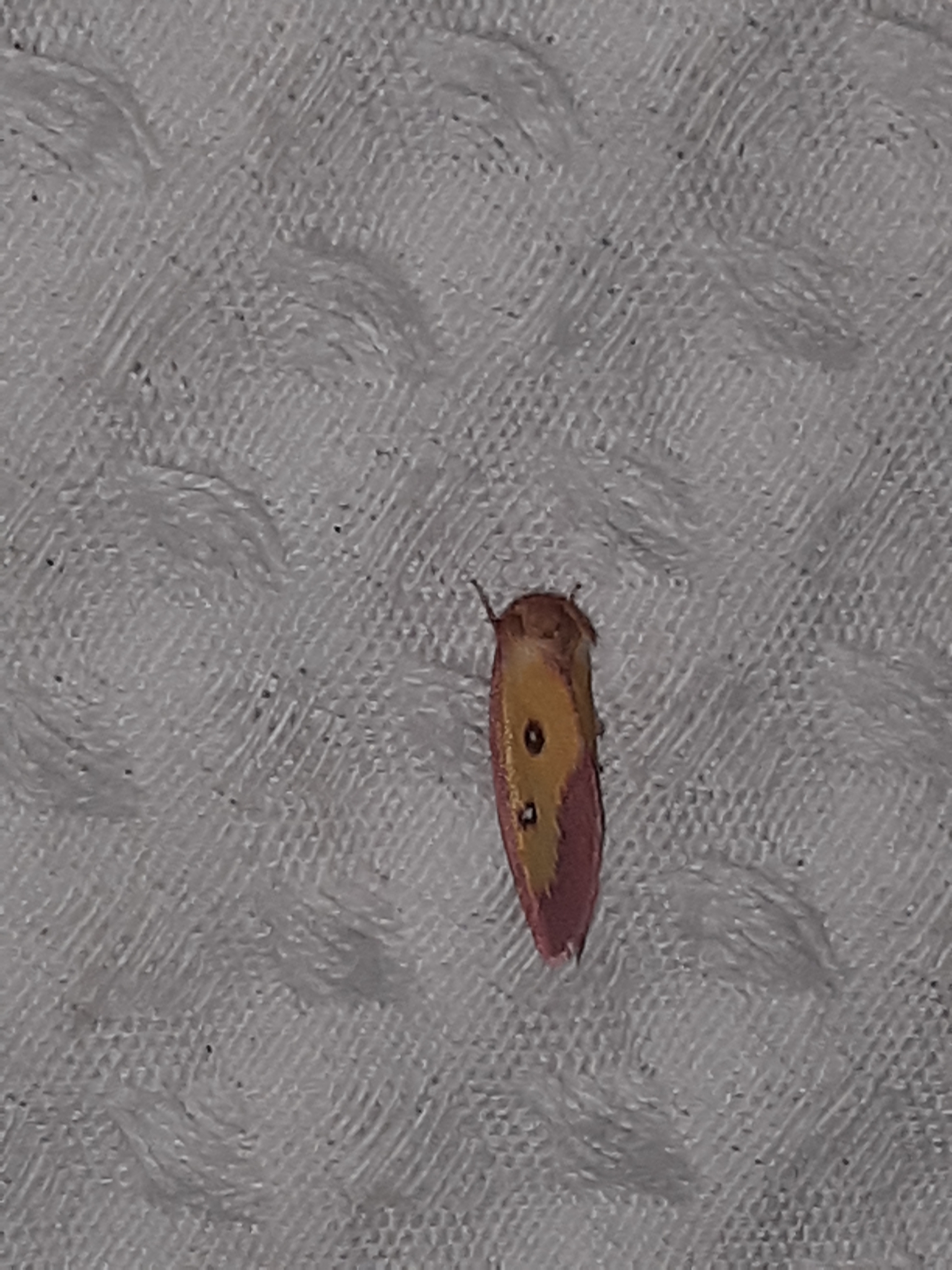 Derrima Walker, 1858