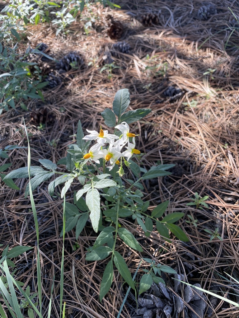wild potato (Solanum jamesii) - Botanical Realm