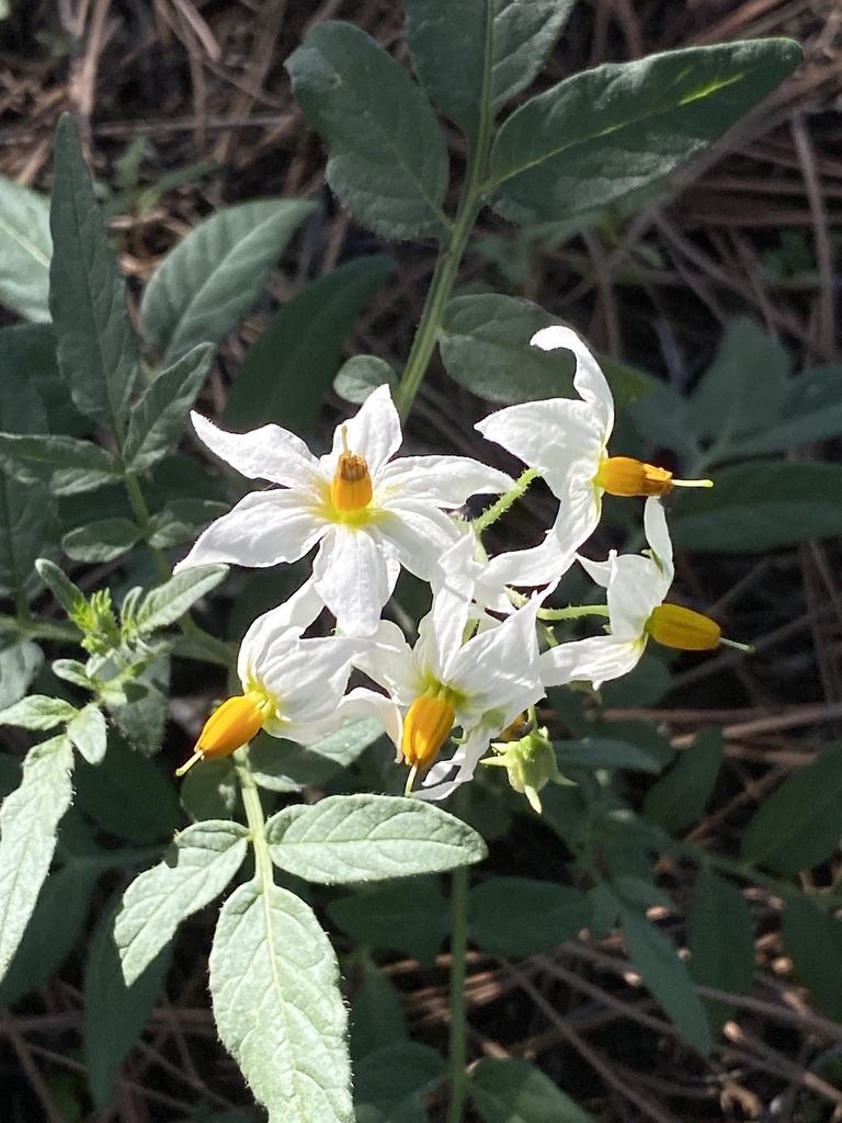 wild potato (Solanum jamesii) - Botanical Realm