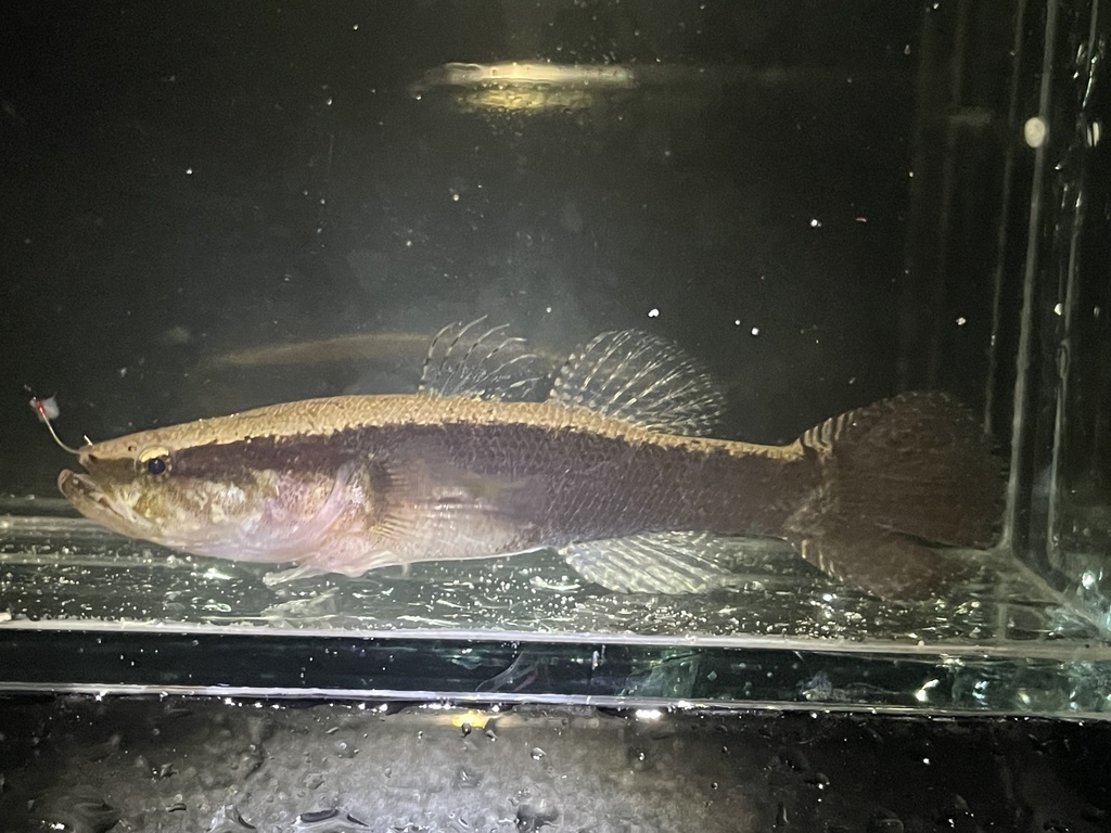 Largescaled Spinycheek Sleeper (Eleotris amblyopsis) - Marine Life ...