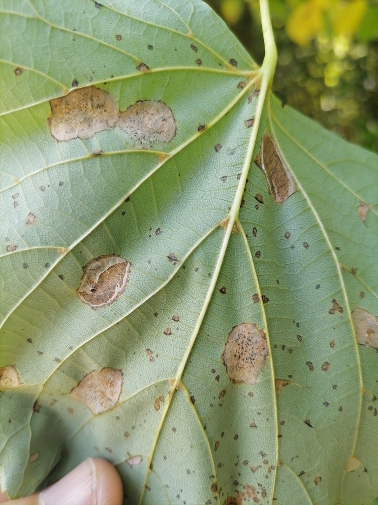 Phyllonorycter issikii from Minsk, BY-MI, BY on August 8, 2021 at 01:31 ...