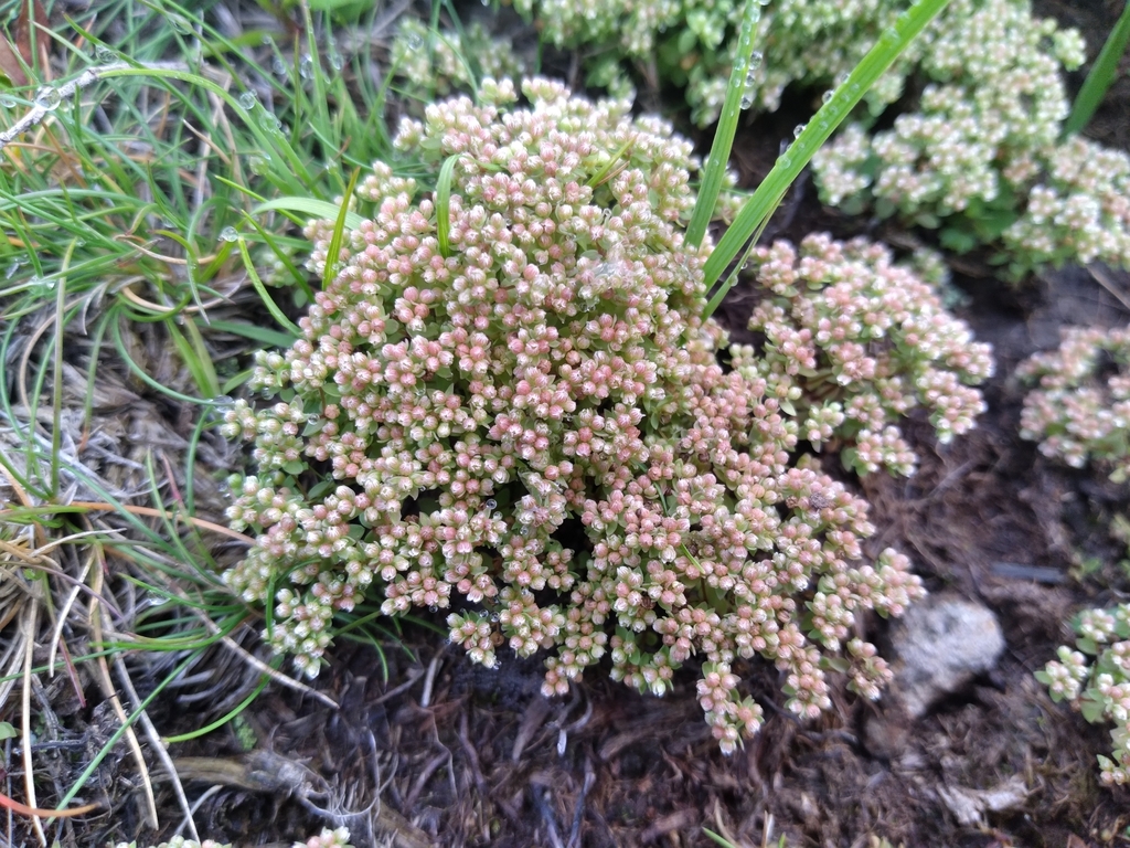 Flax Family (Linaceae) - Botanical Realm