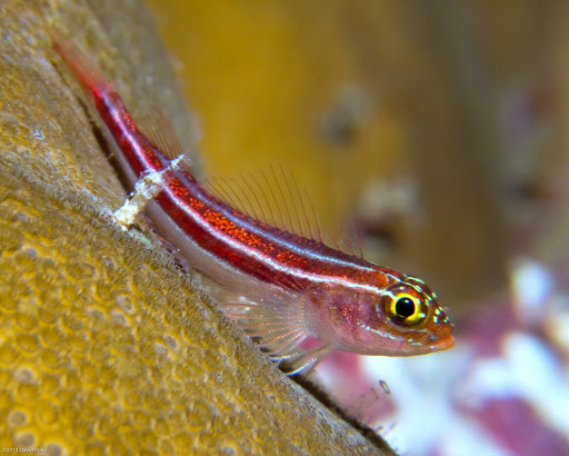 (Helcogramma) - Marine Life Identification
