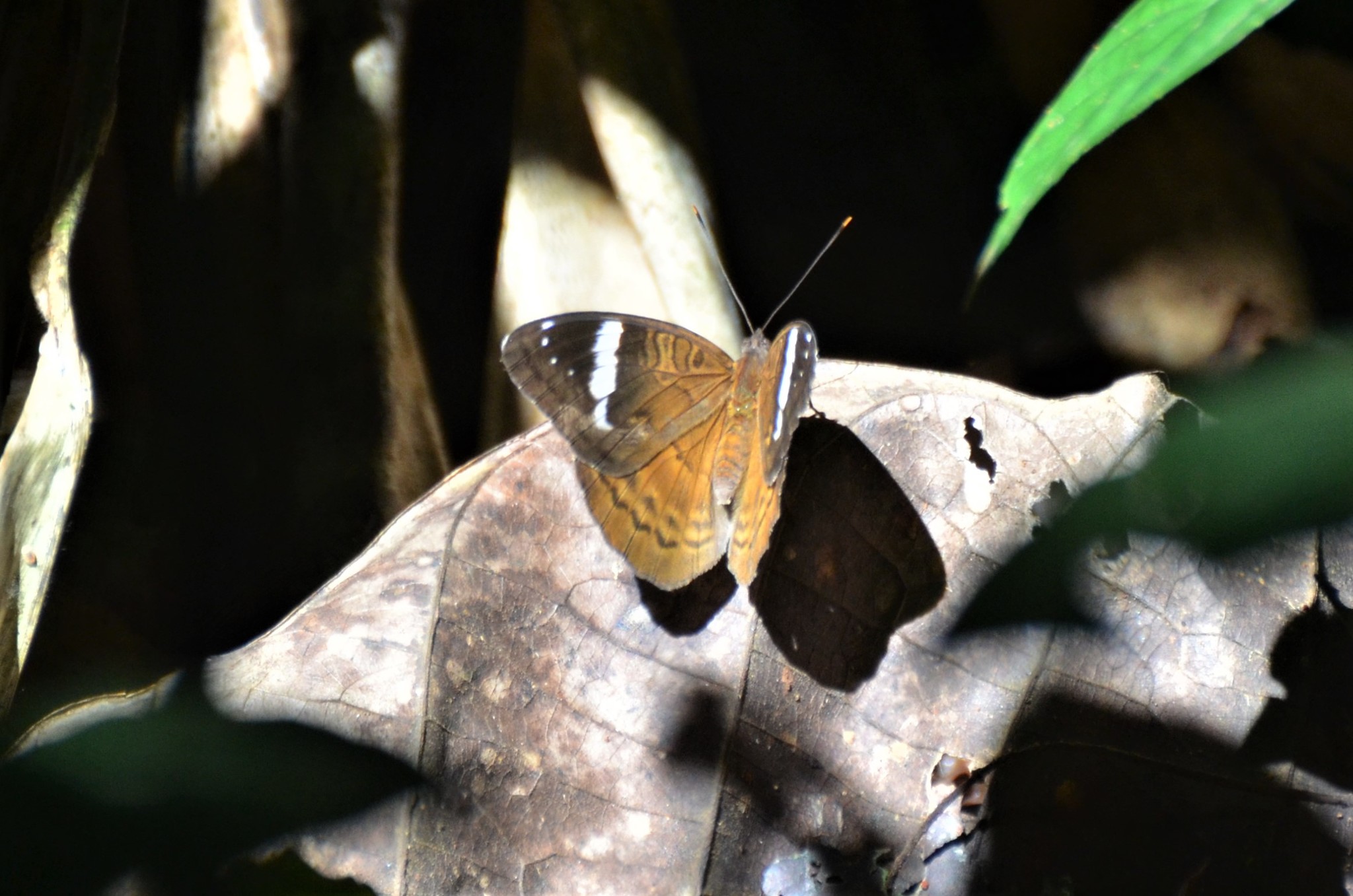 Euriphene Boisduval, 1847