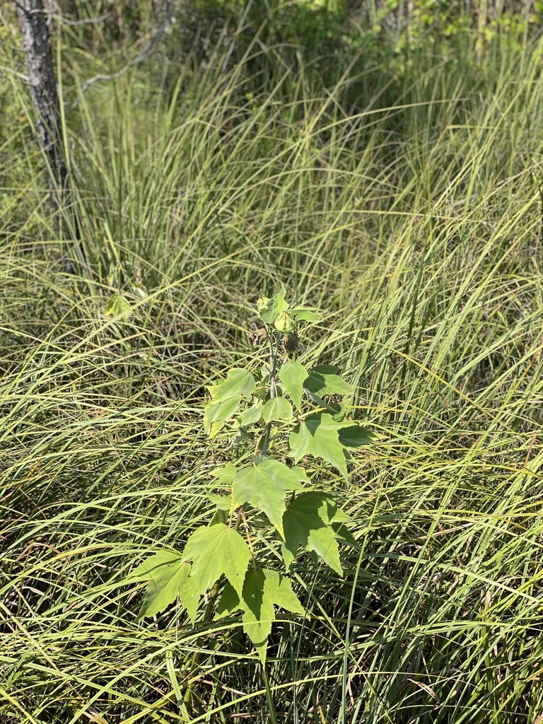 Swamp Rosemallow from Grass Island, Gulf Shores, AL, US on August 8 ...