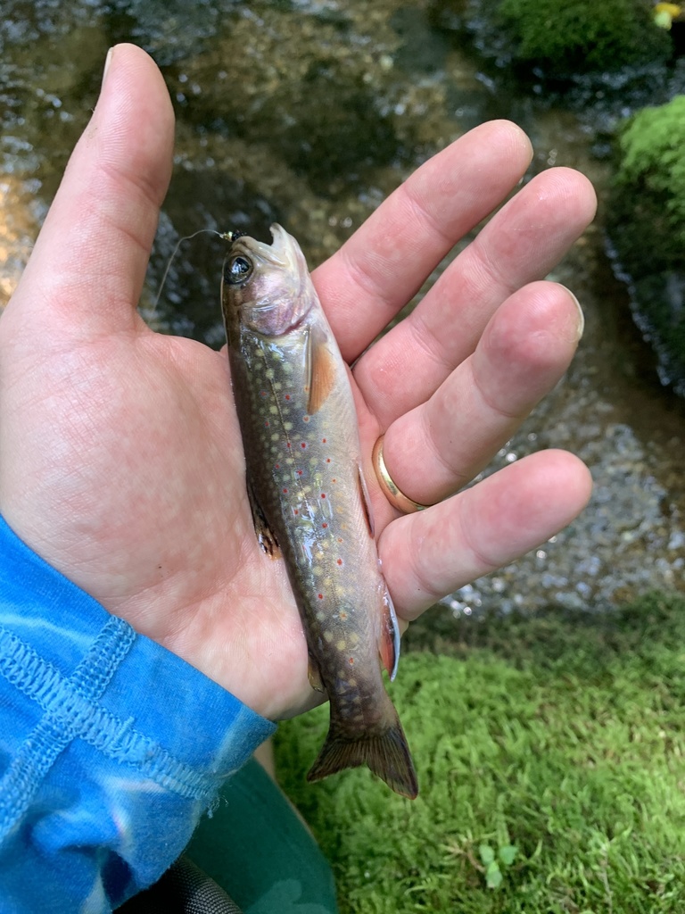 Brook Trout from Madison County, Shenandoah National Park, Shenandoah ...