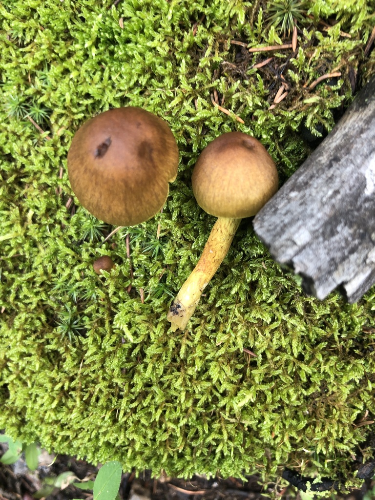 saffron webcap from Apache County, US-AZ, US on July 22, 2021 at 12:00 ...