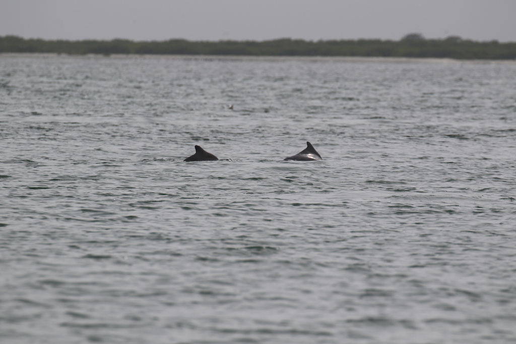 Atlantic Humpback Dolphin in July 2021 by Lucy Keith-Diagne · iNaturalist