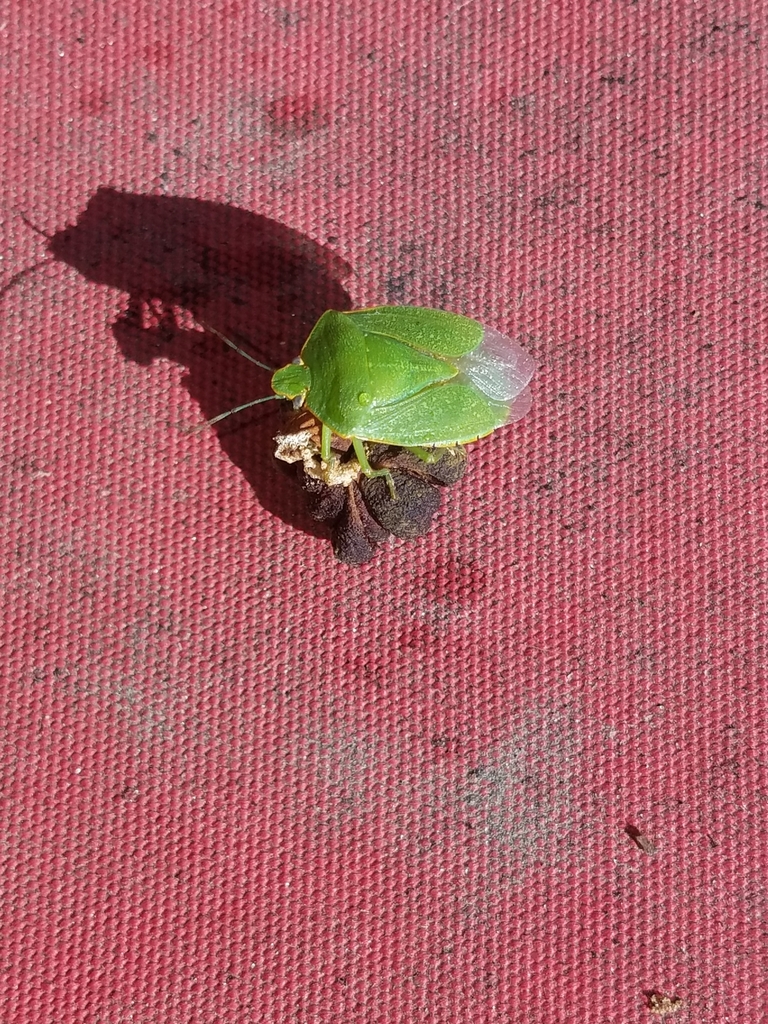 Green Stink Bug in August 2021 by Ron Matsumoto · iNaturalist