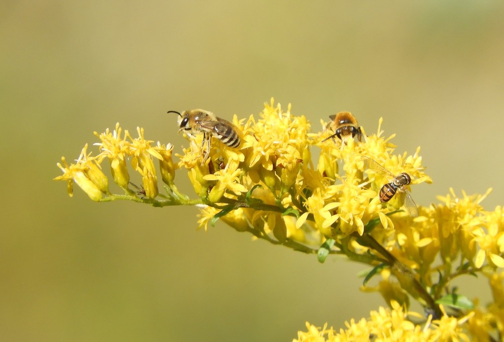 Colletes americanus from Plymouth, MA, USA on August 06, 2021 at 06:59 ...