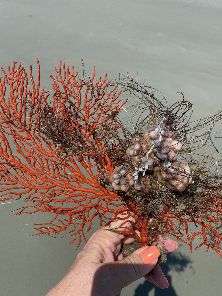 Pleated Sea Squirt from North Atlantic Ocean, SC, US on August 8, 2021 ...