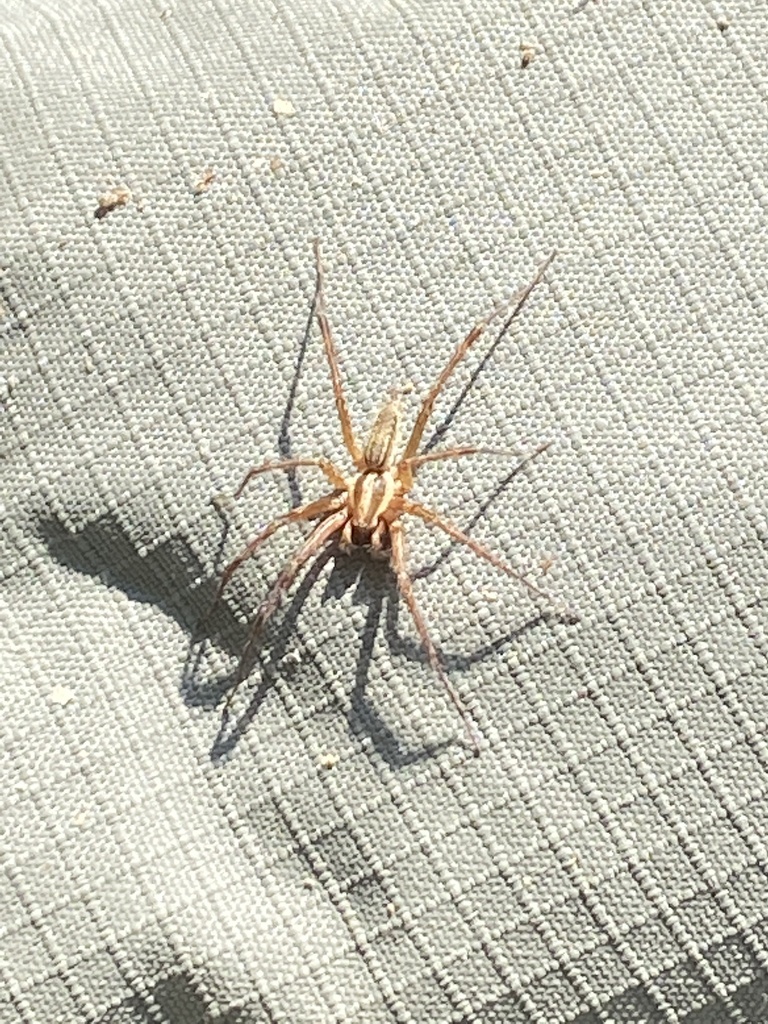Grass Spiders from Poplar Cir, Waterford, WI, US on 08 August, 2021 at ...