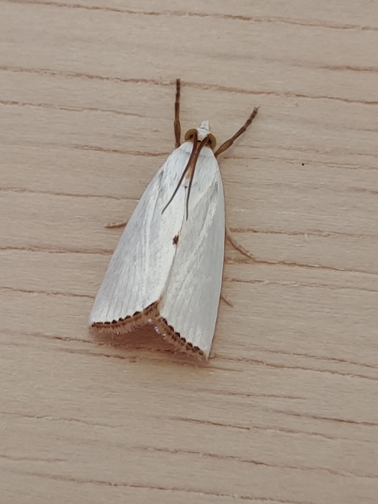 Snowy Urola Moth from Pleasant Hills, MD, USA on August 08, 2021 at 02: ...