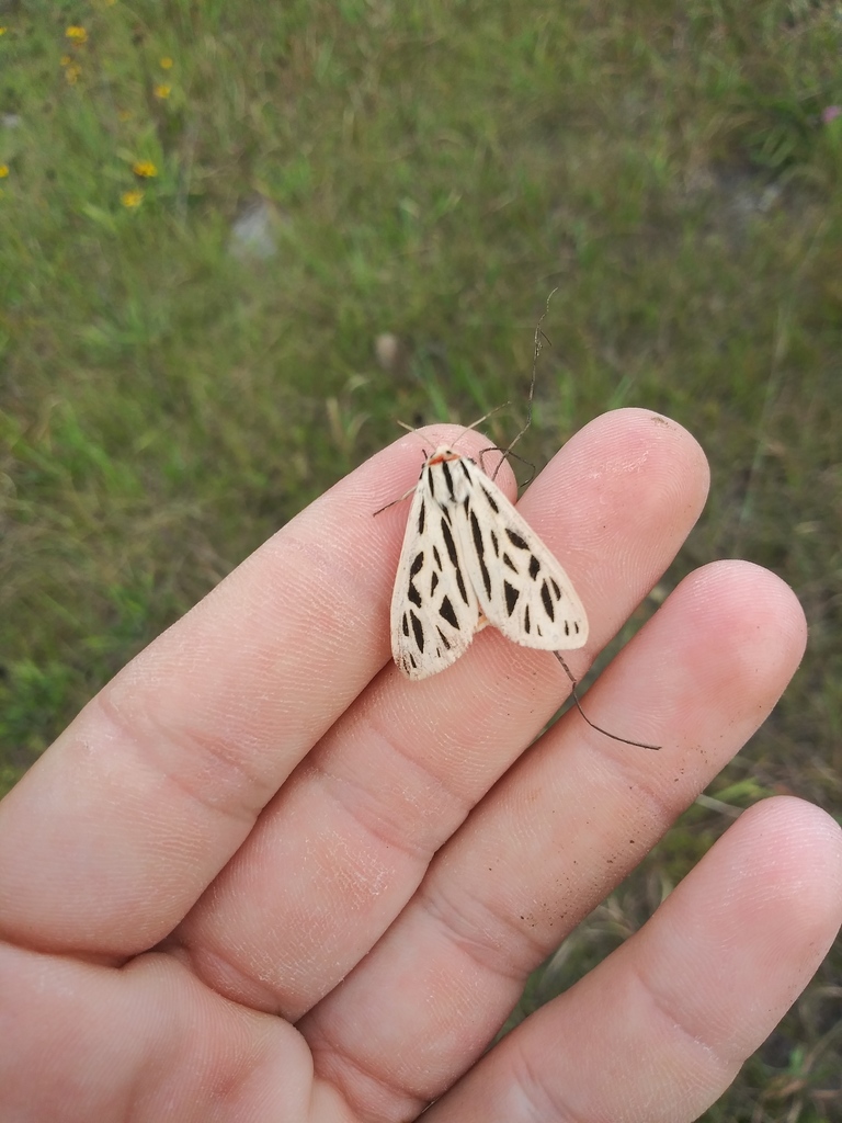 Arge Moth in September 2020 by Jim Oehmke · iNaturalist