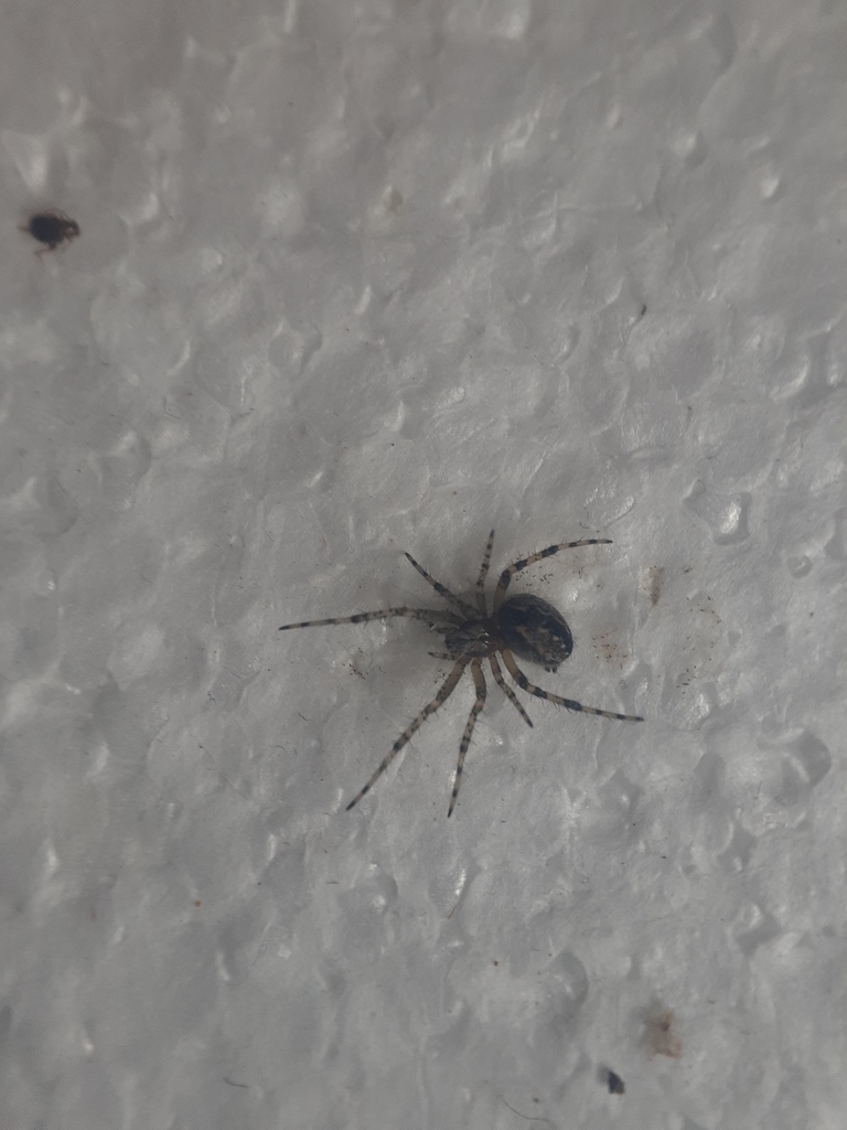 Araneoid Spiders from La Joya, 76906 El Pueblito, Qro., México on ...