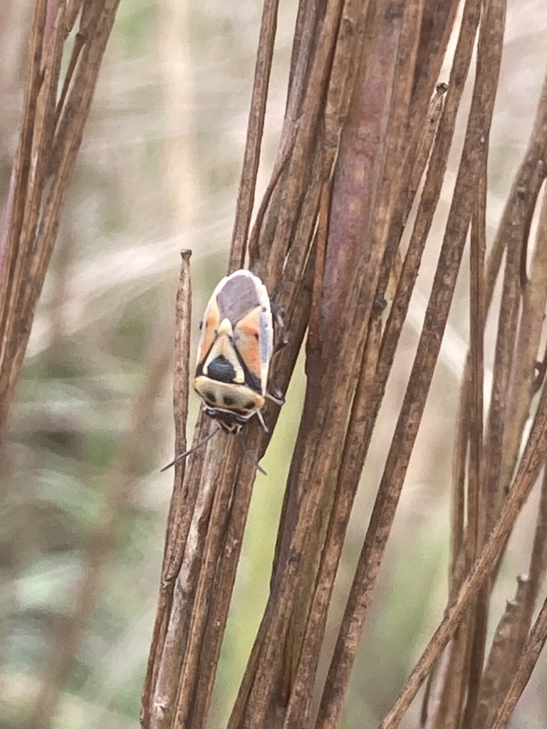 red cabbage bug from L180, Essel, Nedersaksen, DE on August 08, 2021 at ...