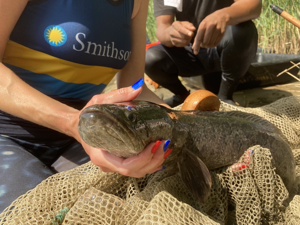 Northern Snakehead from Contees Wharf Rd, Harwood, MD, US on July 22 ...