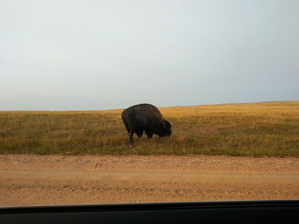 American Bison from Pennington County, SD, USA on September 13, 2020 at ...