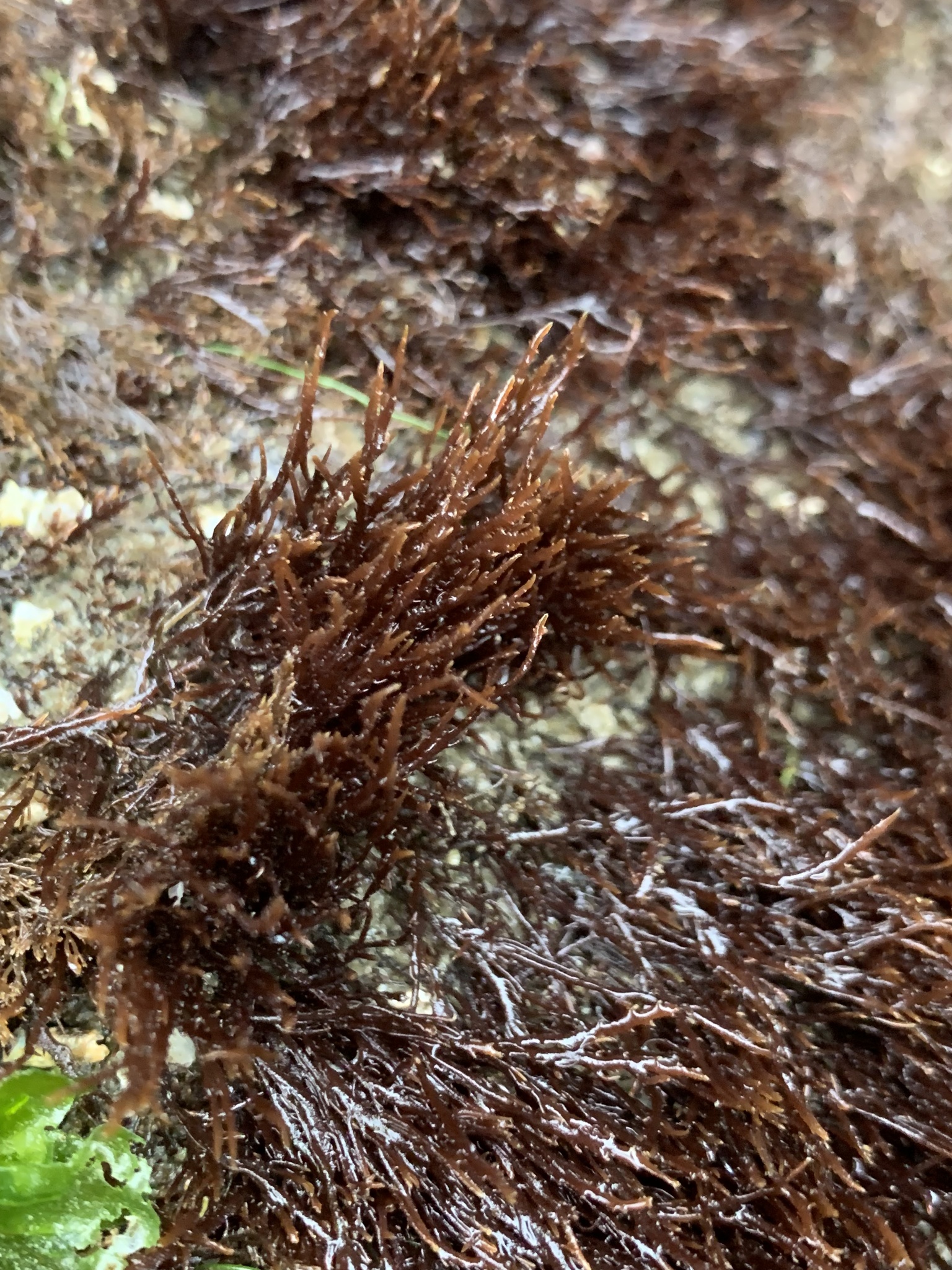 Gelidium J.V.F.Lamouroux, 1813