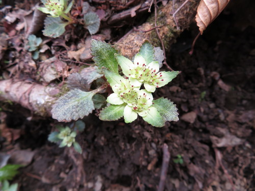Chrysosplenium macrostemon · iNaturalist