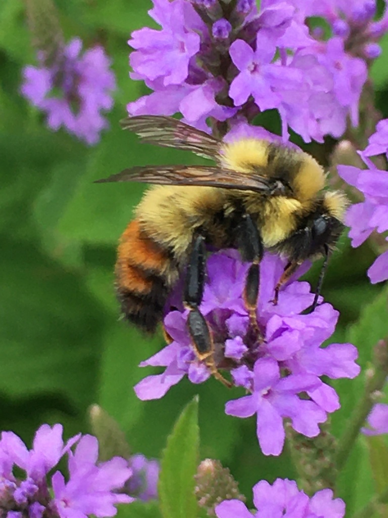 Red-belted Bumble Bee from Grant Park, South Milwaukee, WI, US on ...
