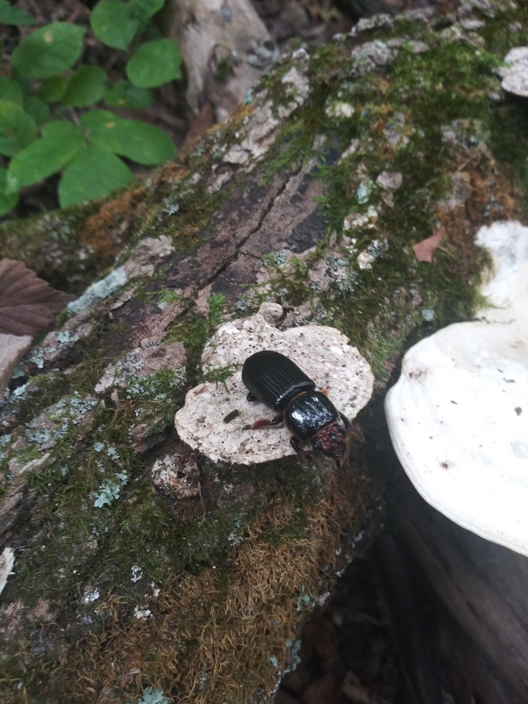 Horned Passalus Beetle in September 2020 by jim · iNaturalist