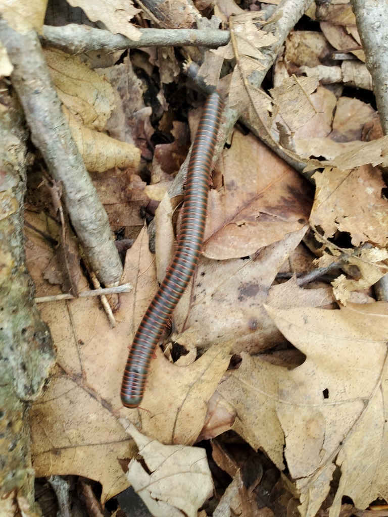 American Giant Millipede Complex from Highlands, Wilmington, DE 19806 ...