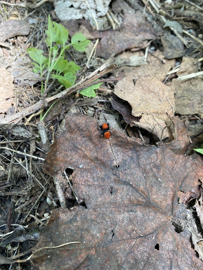 Cardinal Jumping Spider from San Antonio Missions National Historical ...