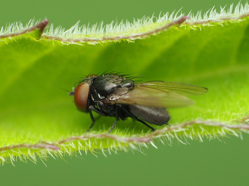 Pholeomyia indecora · iNaturalist
