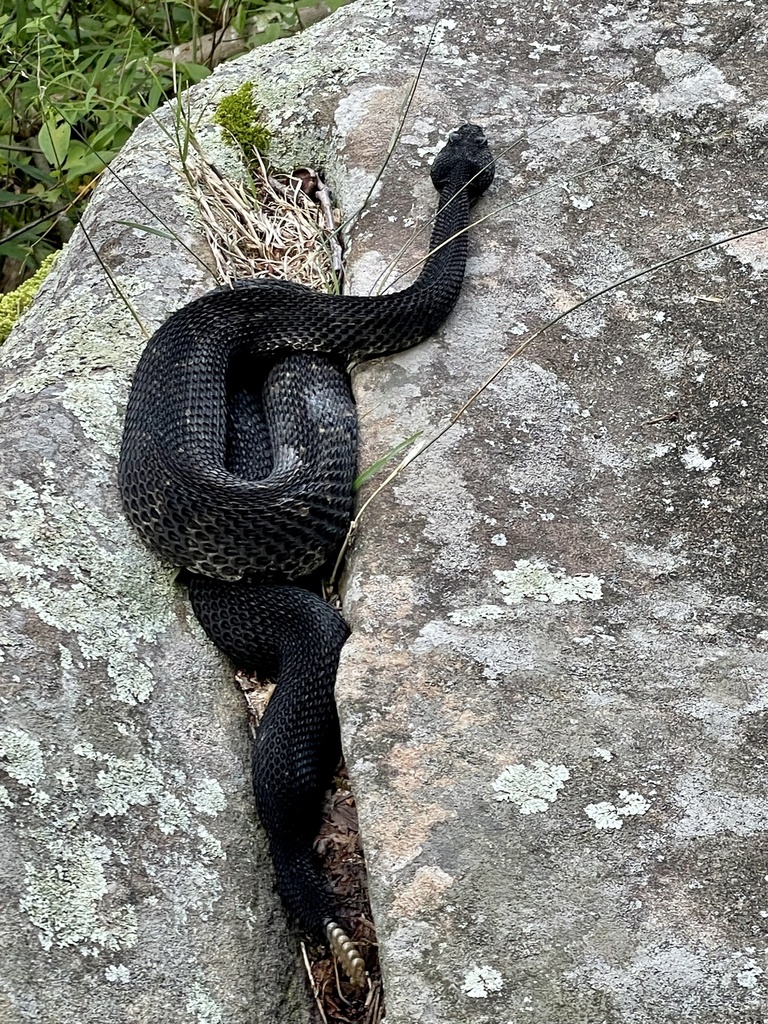 Timber Rattlesnake in August 2021 by laural840. Dark phase Timber ...
