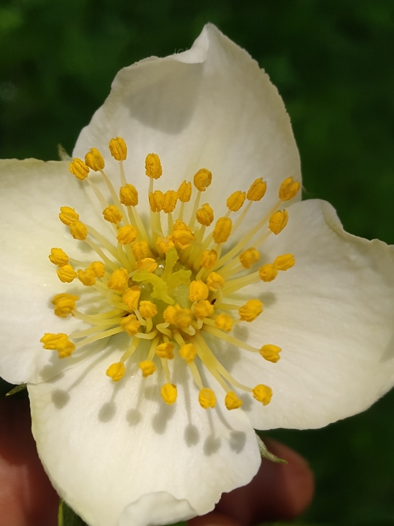 Mexican mock orange from 12240 CDMX, México on August 8, 2021 at 02:19 ...