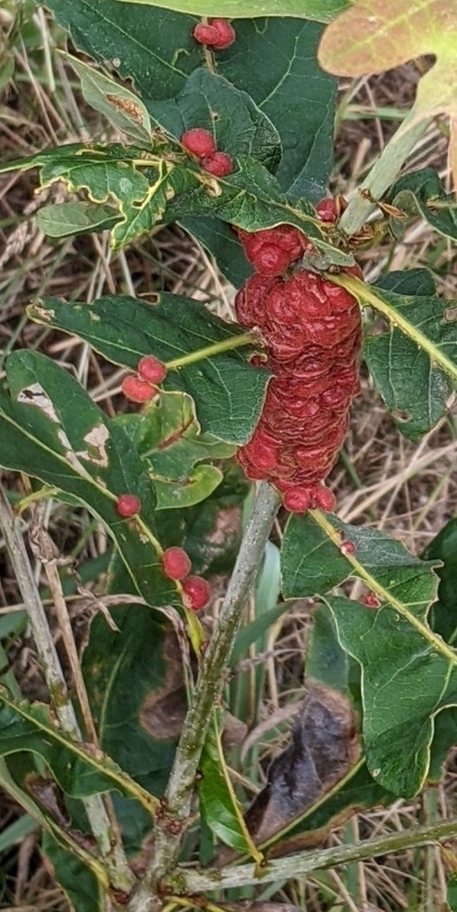 Oak Fig Gall Wasp from Teaticket, MA 02536, USA on August 8, 2021 at 03 ...