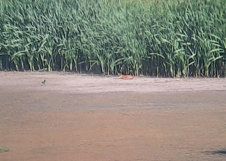 Red Fox from Caracal 235200, Romania on August 08, 2021 at 10:23 AM by ...