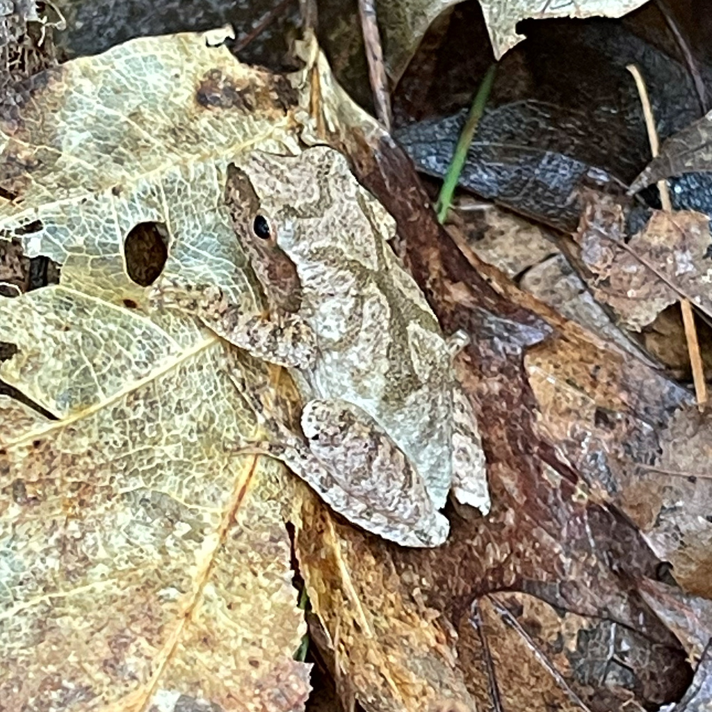 Spring Peeper from Oak Dr, Harbor Springs, MI, US on August 8, 2021 at ...